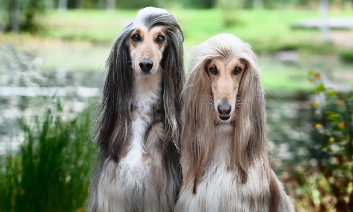 Razas de los 5 perros más elegantes del mundo - Fundación Lideres Globales